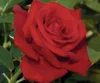 Floribunda Roses — Sunnyside Nursery
