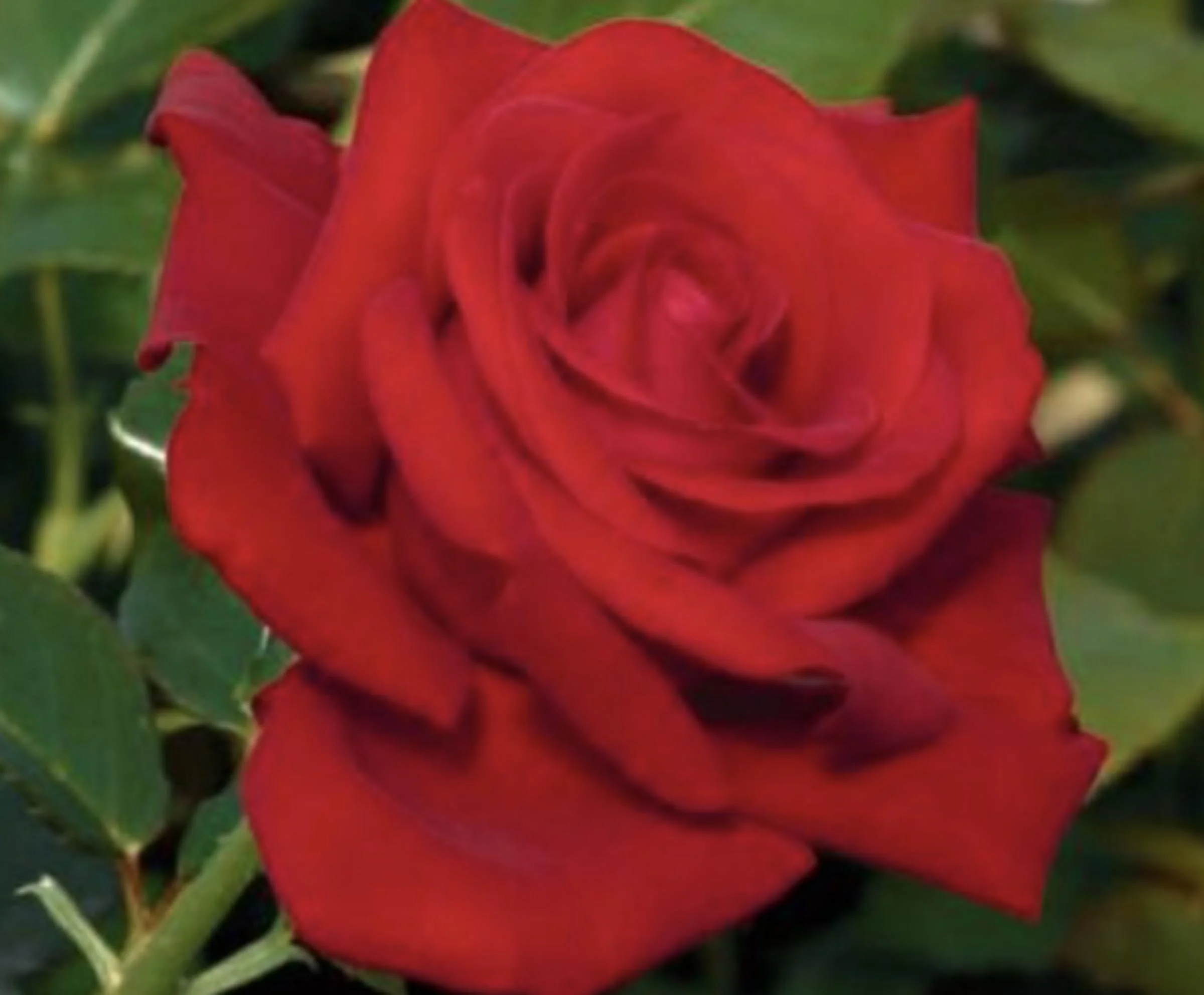 Floribunda Roses — Sunnyside Nursery