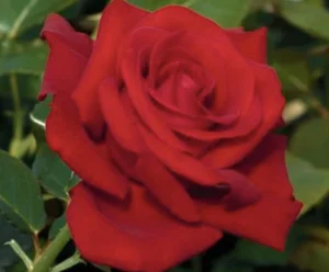 Floribunda Roses — Sunnyside Nursery