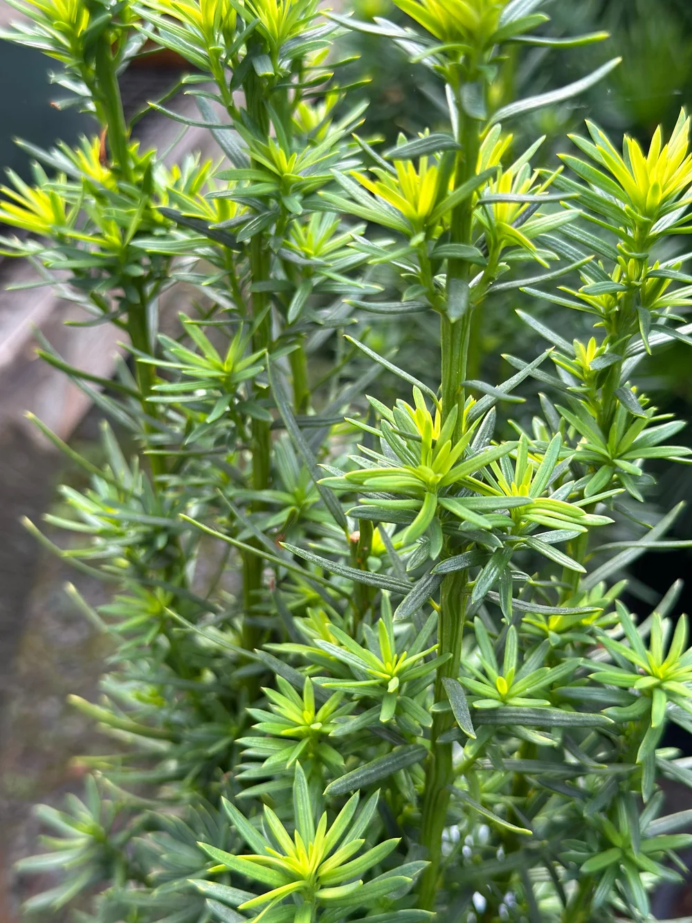 Taxus — Sunnyside Nursery