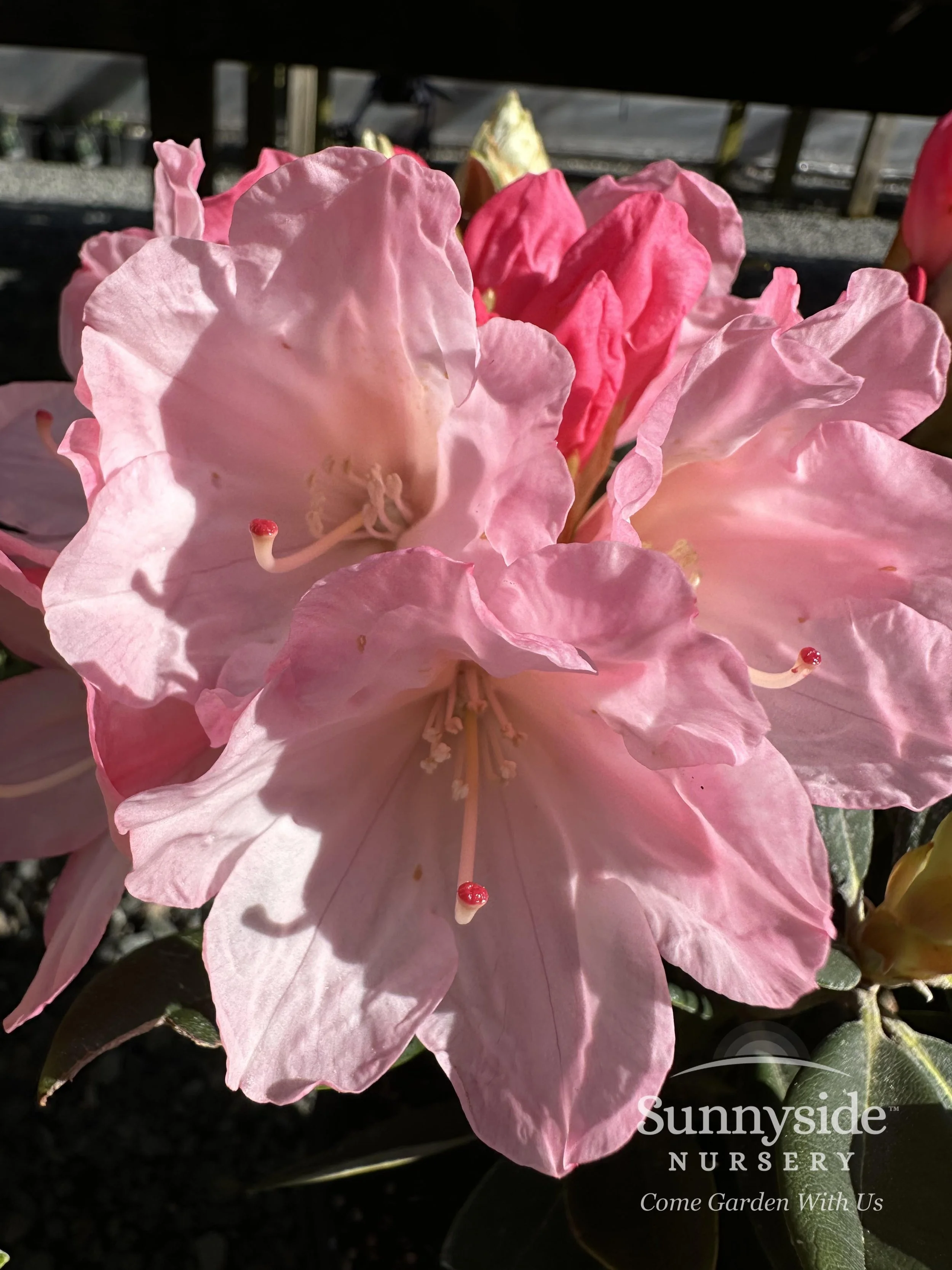 Rhododendrons — Sunnyside Nursery