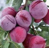Fruit Trees — Sunnyside Nursery