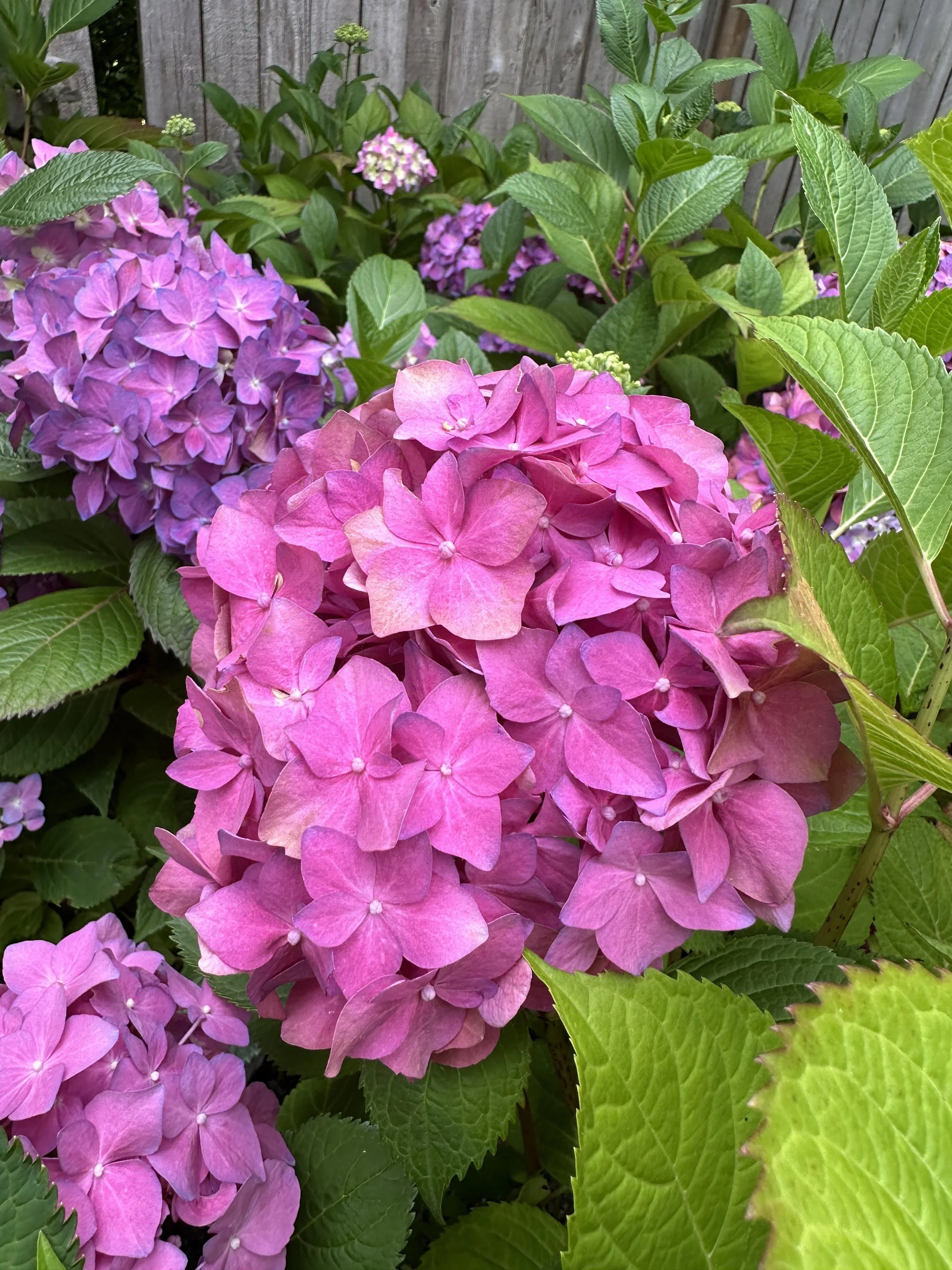 Shade Hydrangeas — Sunnyside Nursery
