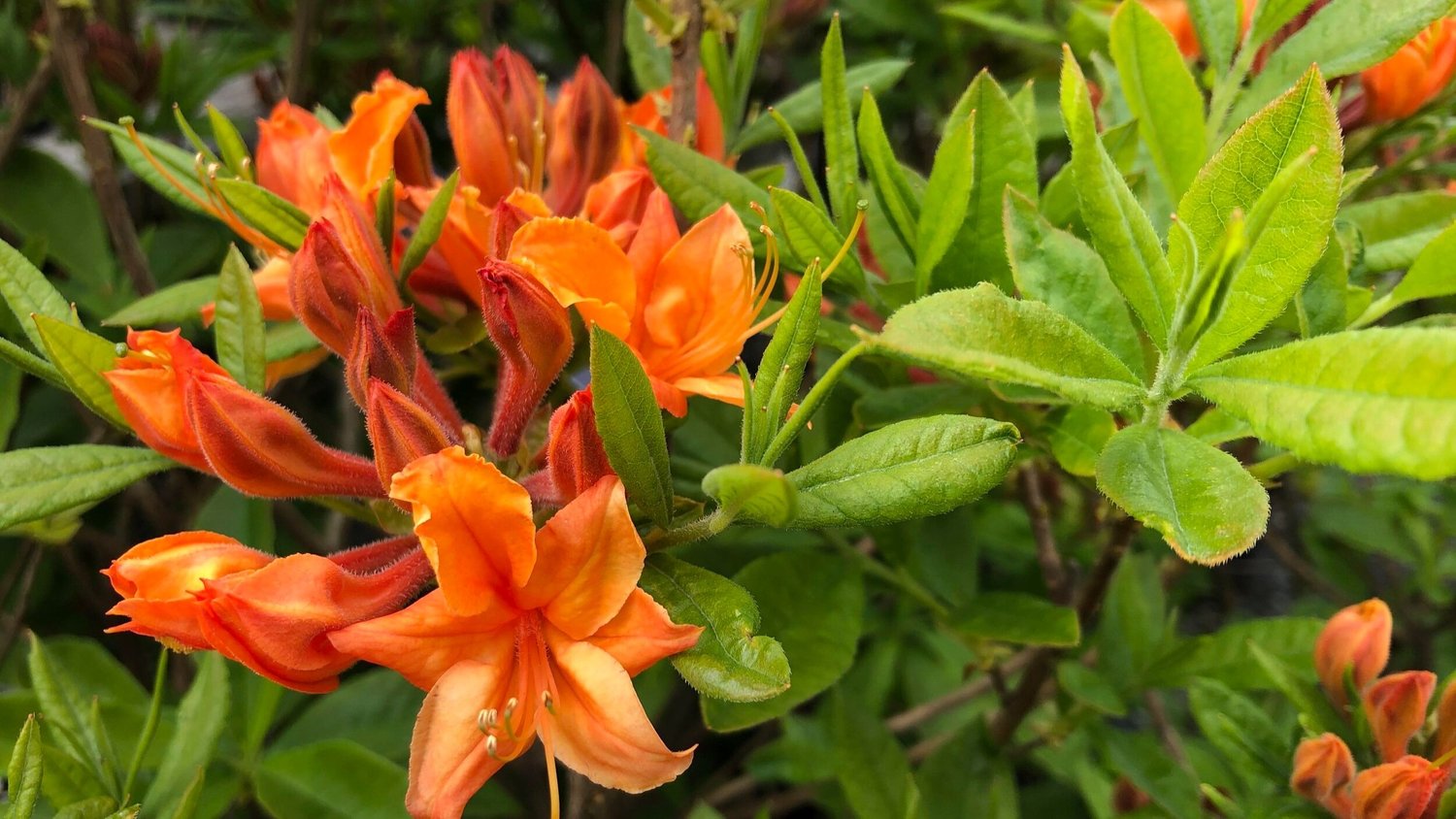 Dazzling Deciduous Azaleas — Sunnyside Nursery