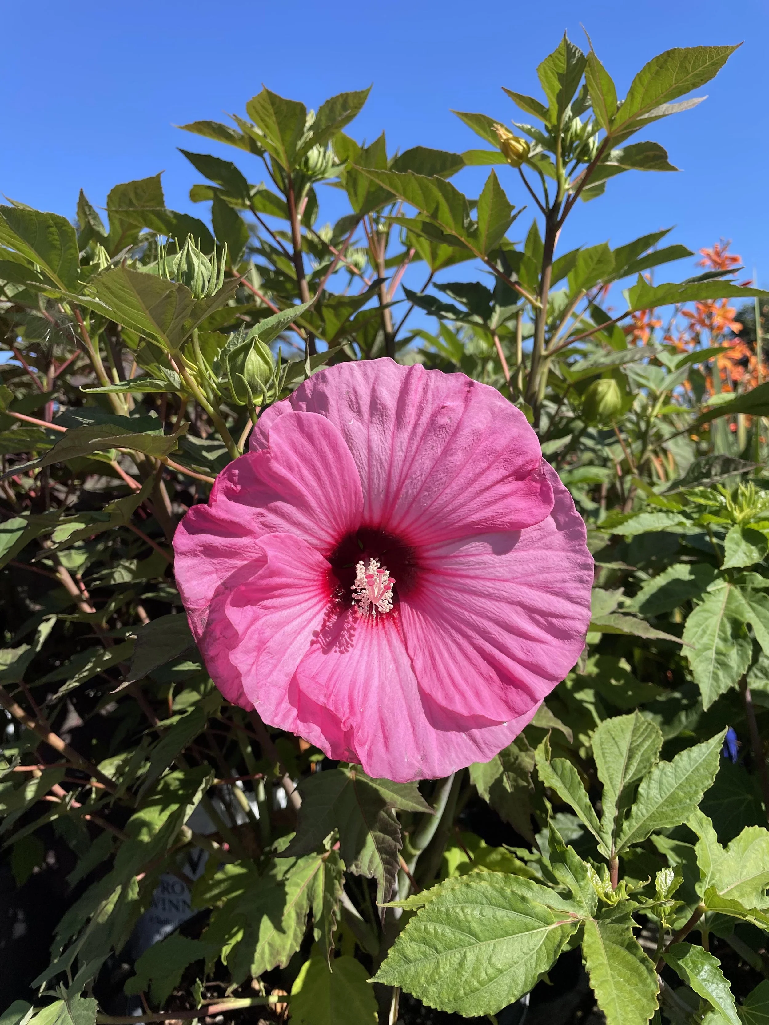Hibiscus Ballet Slippers Celebrate Summerific Week — Sunnyside
