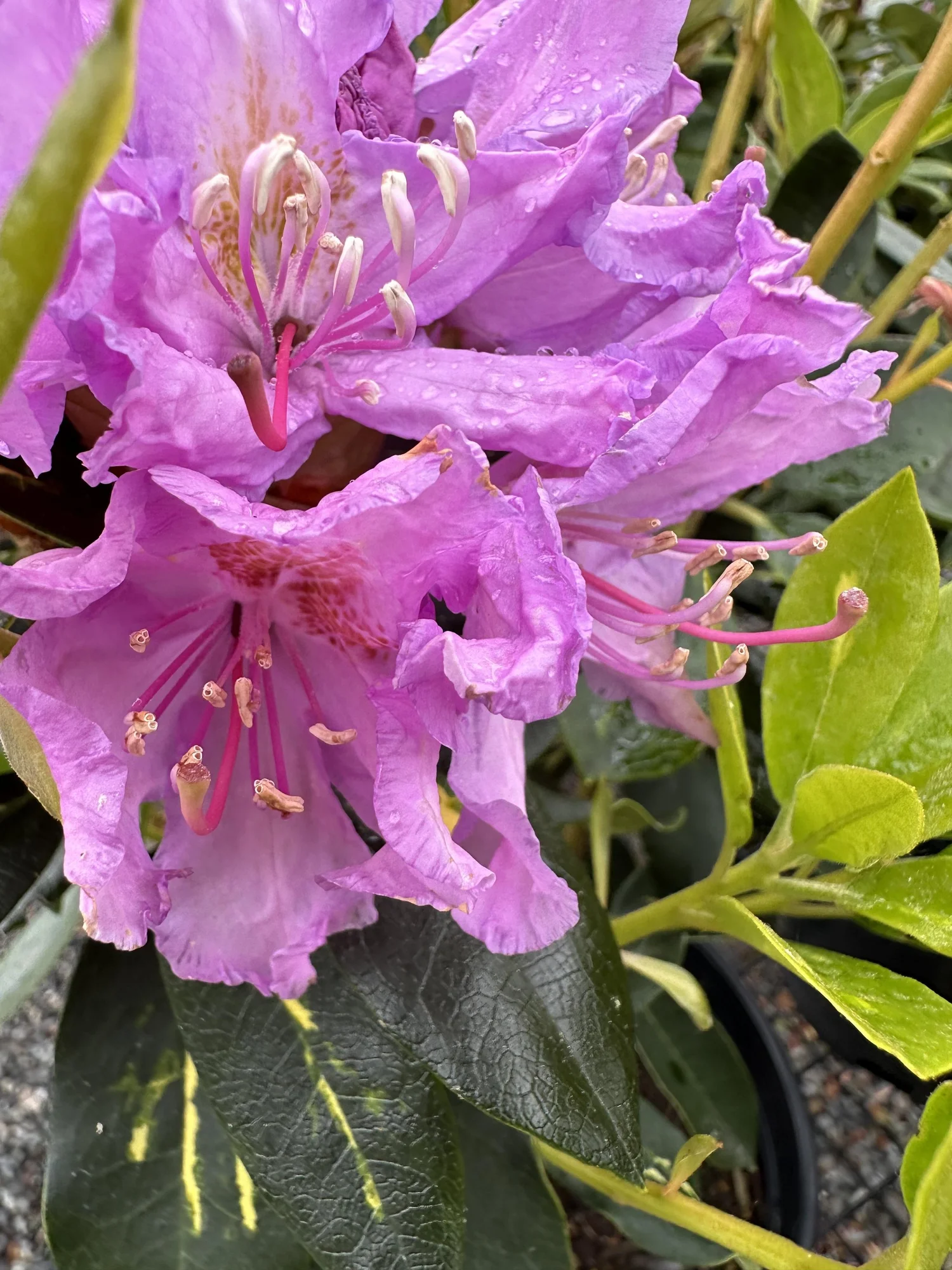 Blue & Purple Rhododendrons — Sunnyside Nursery