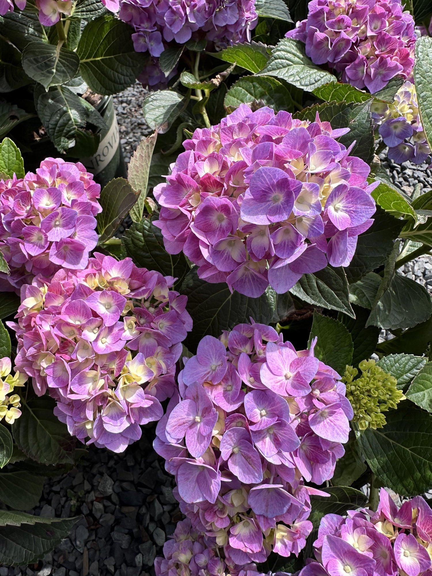 Seaside Serenade Hydrangeas — Sunnyside Nursery