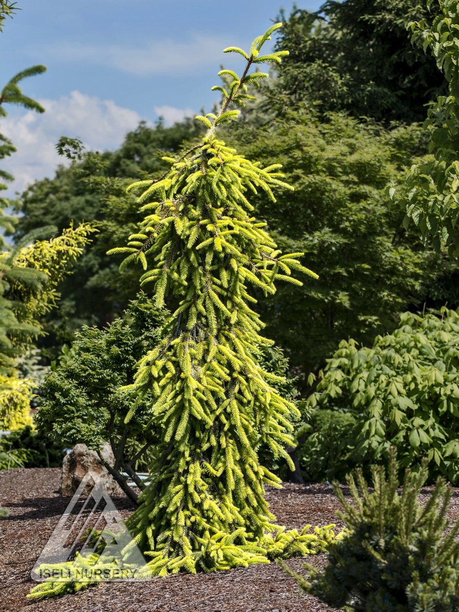Picea — Sunnyside Nursery