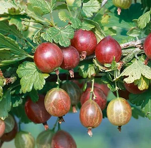 Small Fruits & Berries — Sunnyside Nursery
