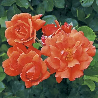 Climbing Roses — Sunnyside Nursery