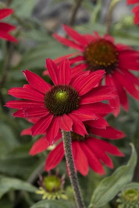 Evolution Coneflowers - They Just Keep Getting Better & Better ...