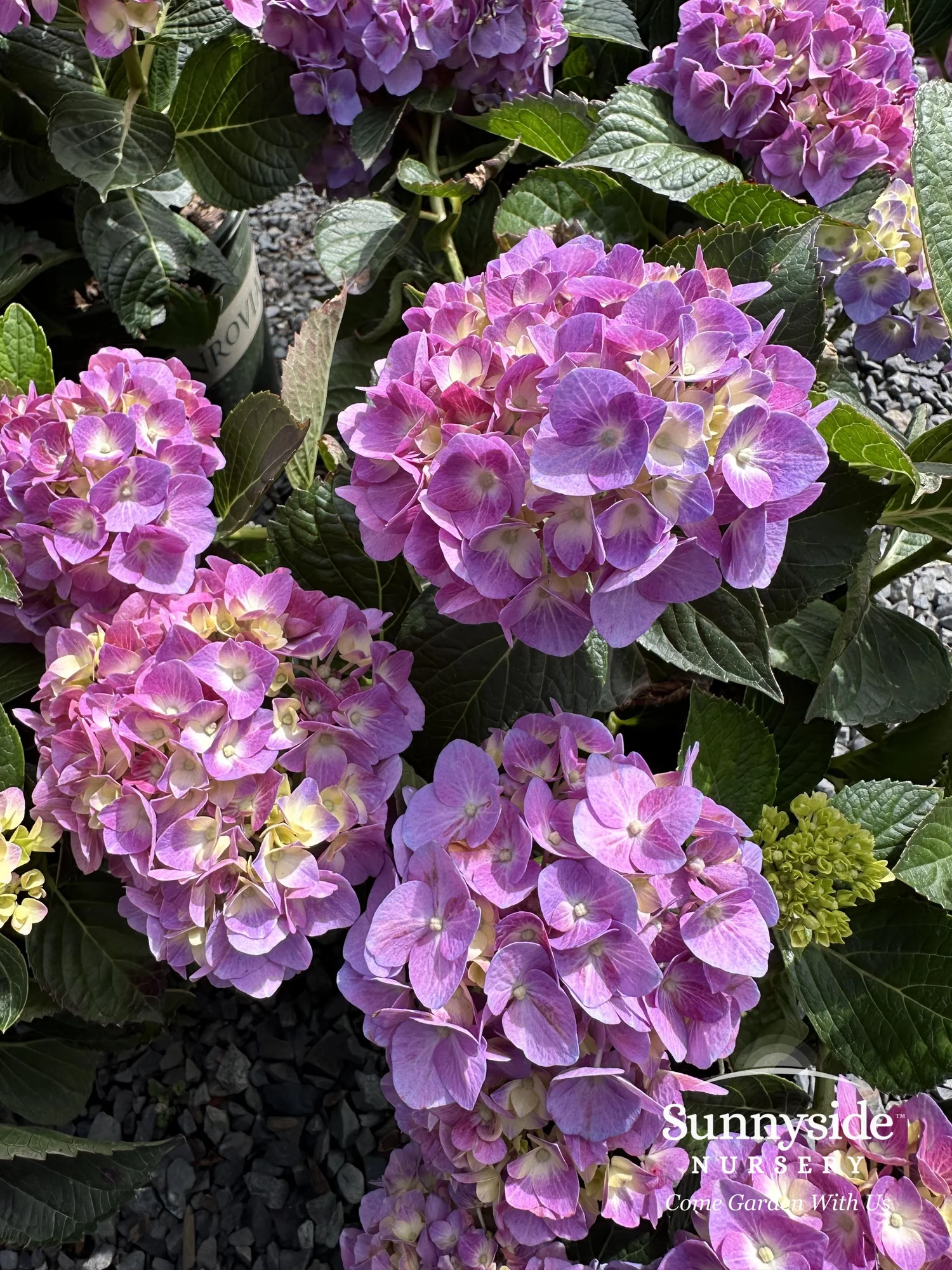 Seaside Serenade Hydrangeas — Sunnyside Nursery