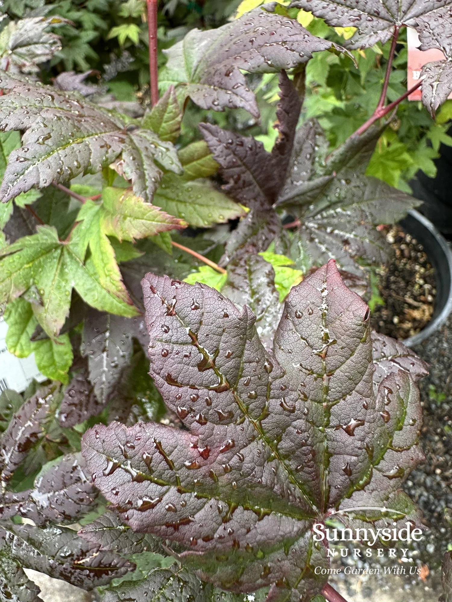 Specialty Japanese Maples — Sunnyside Nursery