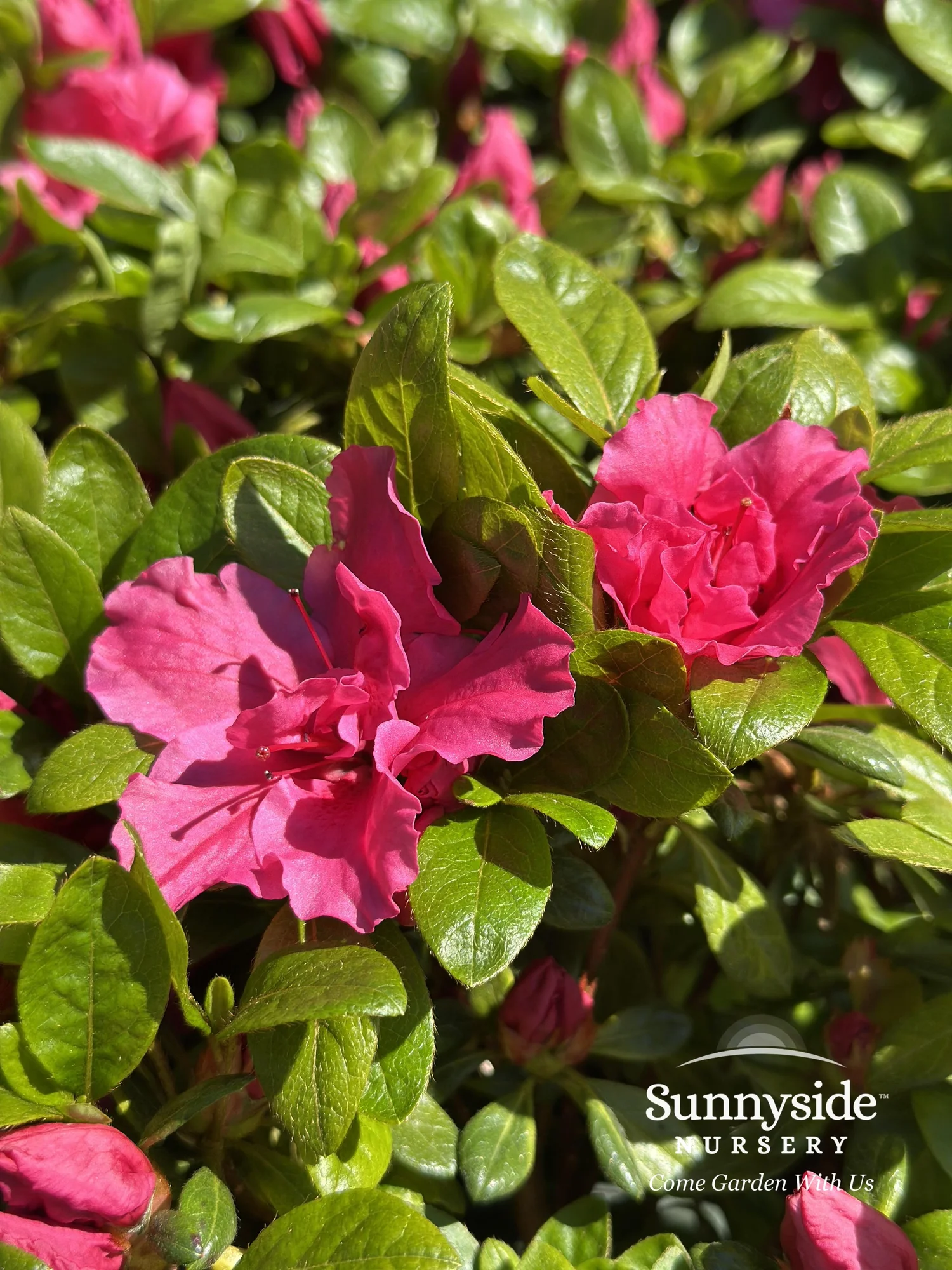 Purple Evergreen Azaleas — Sunnyside Nursery