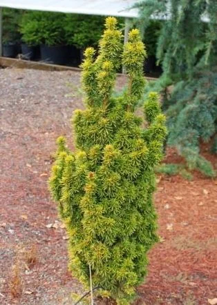 Taxus — Sunnyside Nursery