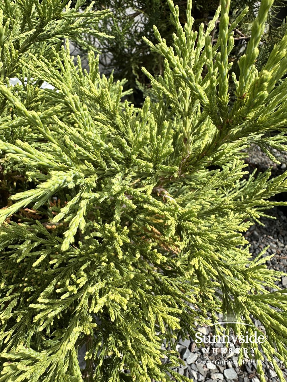 Sequoiadendron — Sunnyside Nursery