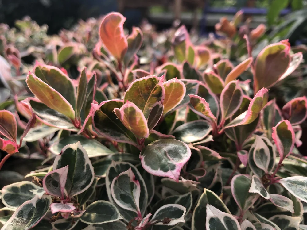 New Wintergreen Varieties Are A Holiday Hit — Sunnyside Nursery