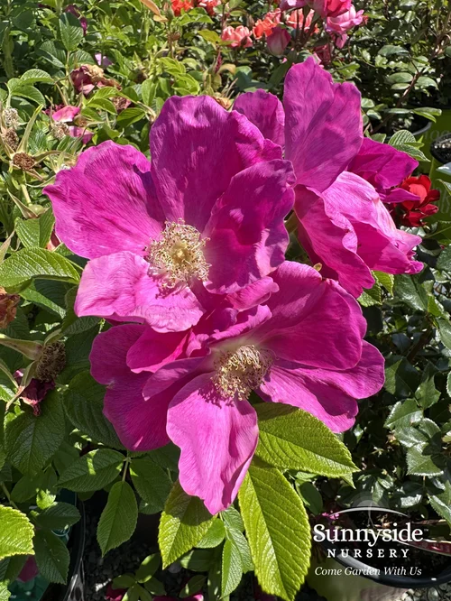 Rugosa Roses — Sunnyside Nursery