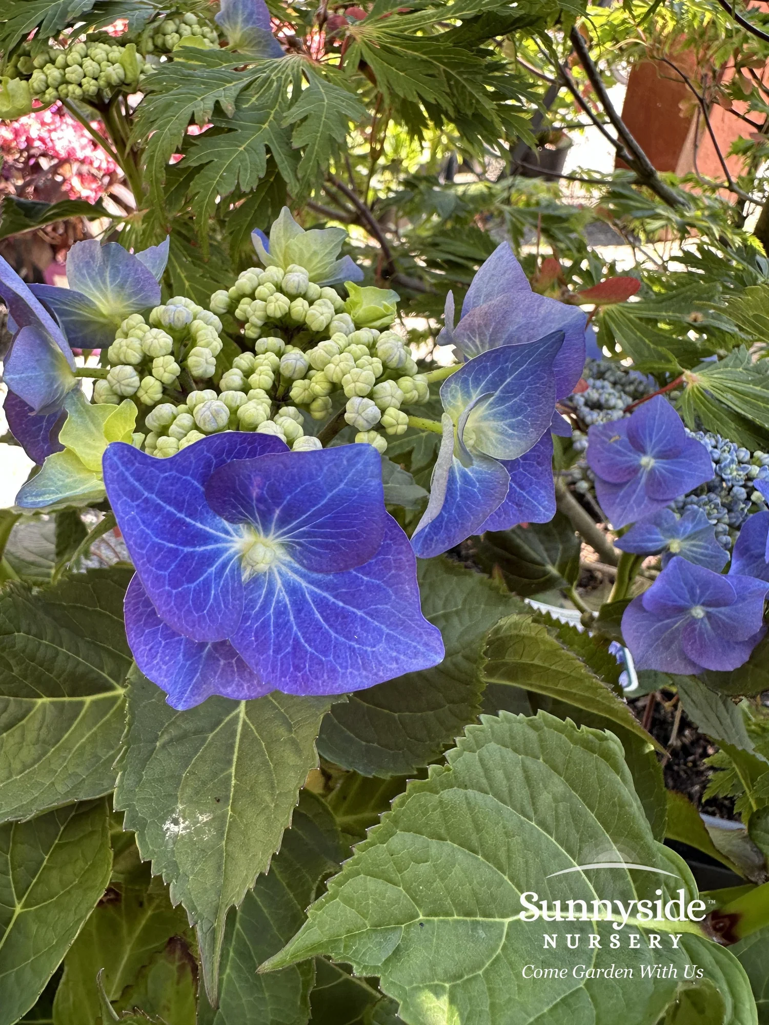 Shade Hydrangeas — Sunnyside Nursery