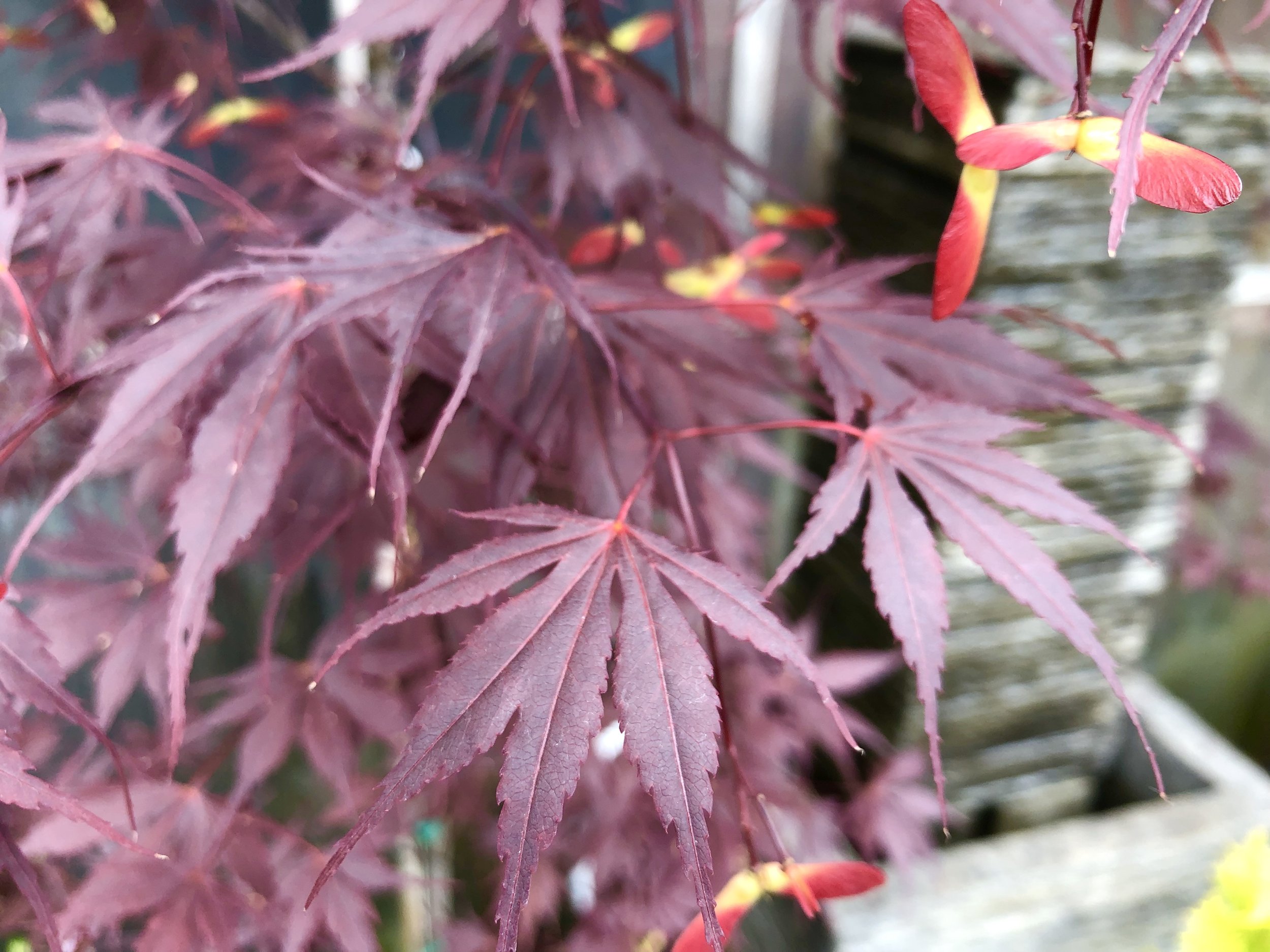 Japanese Maples Under 10 Feet N-Z — Sunnyside Nursery