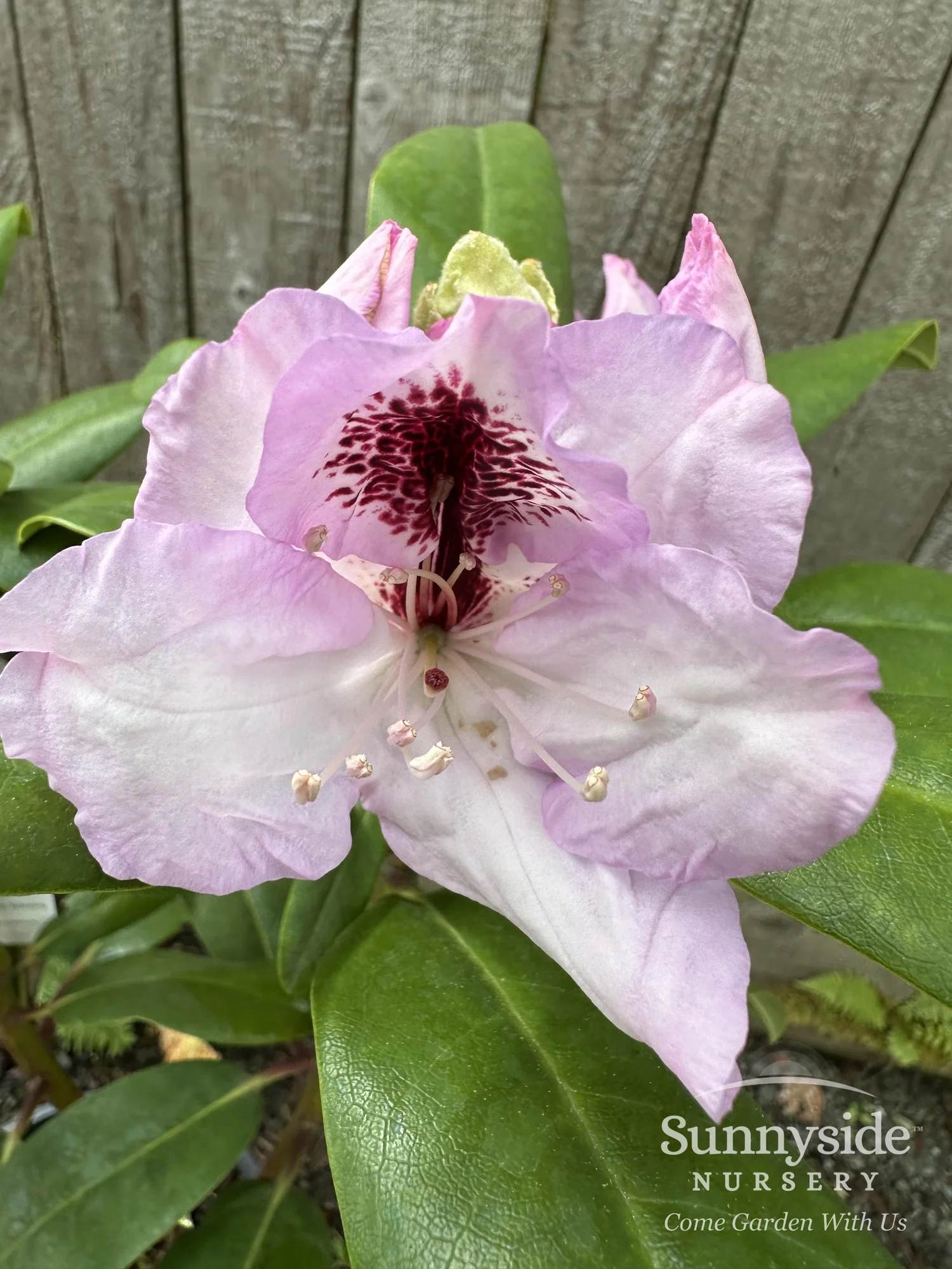 Pink Rhododendrons — Sunnyside Nursery