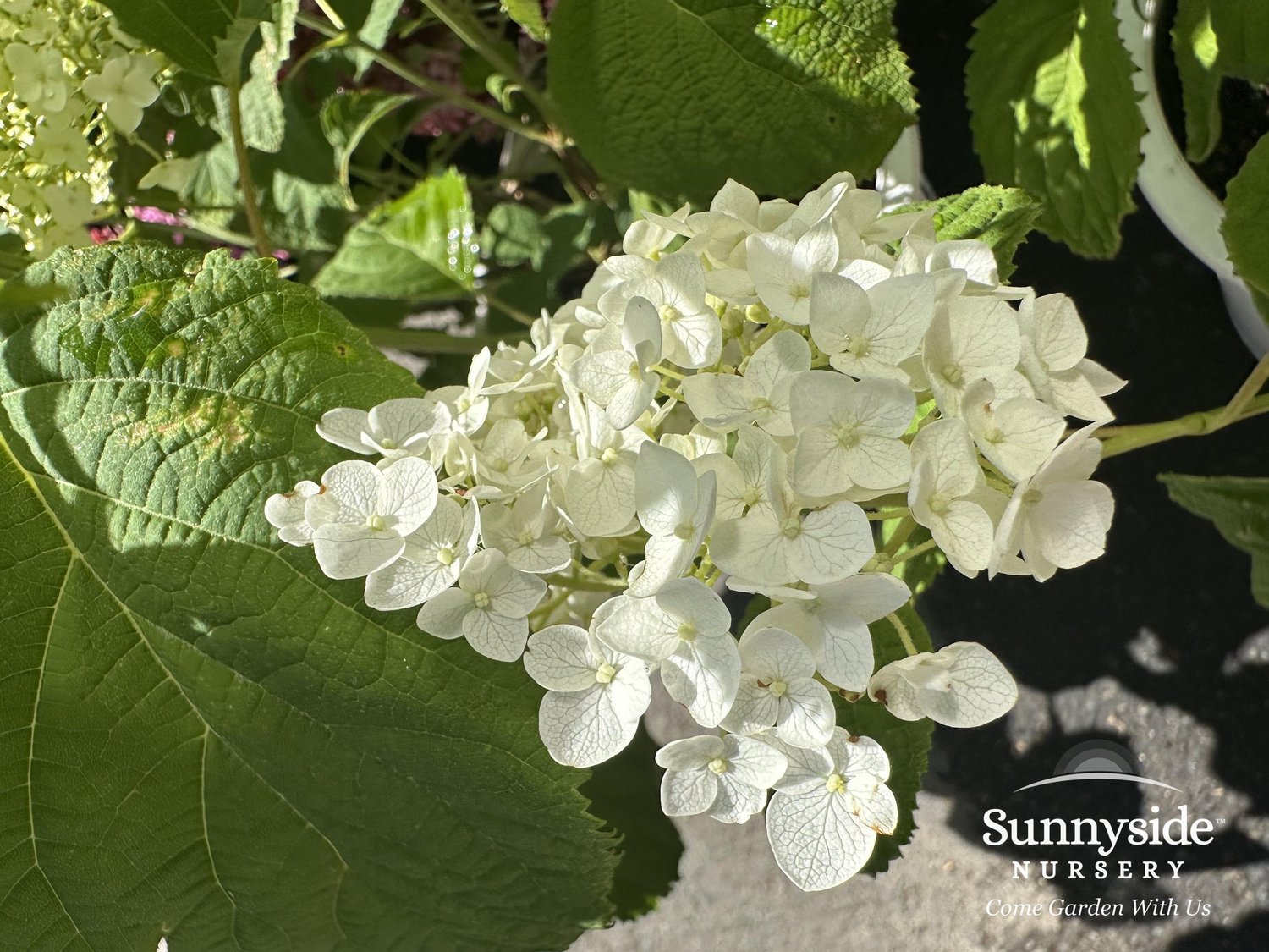 Smooth Hydrangeas — Sunnyside Nursery