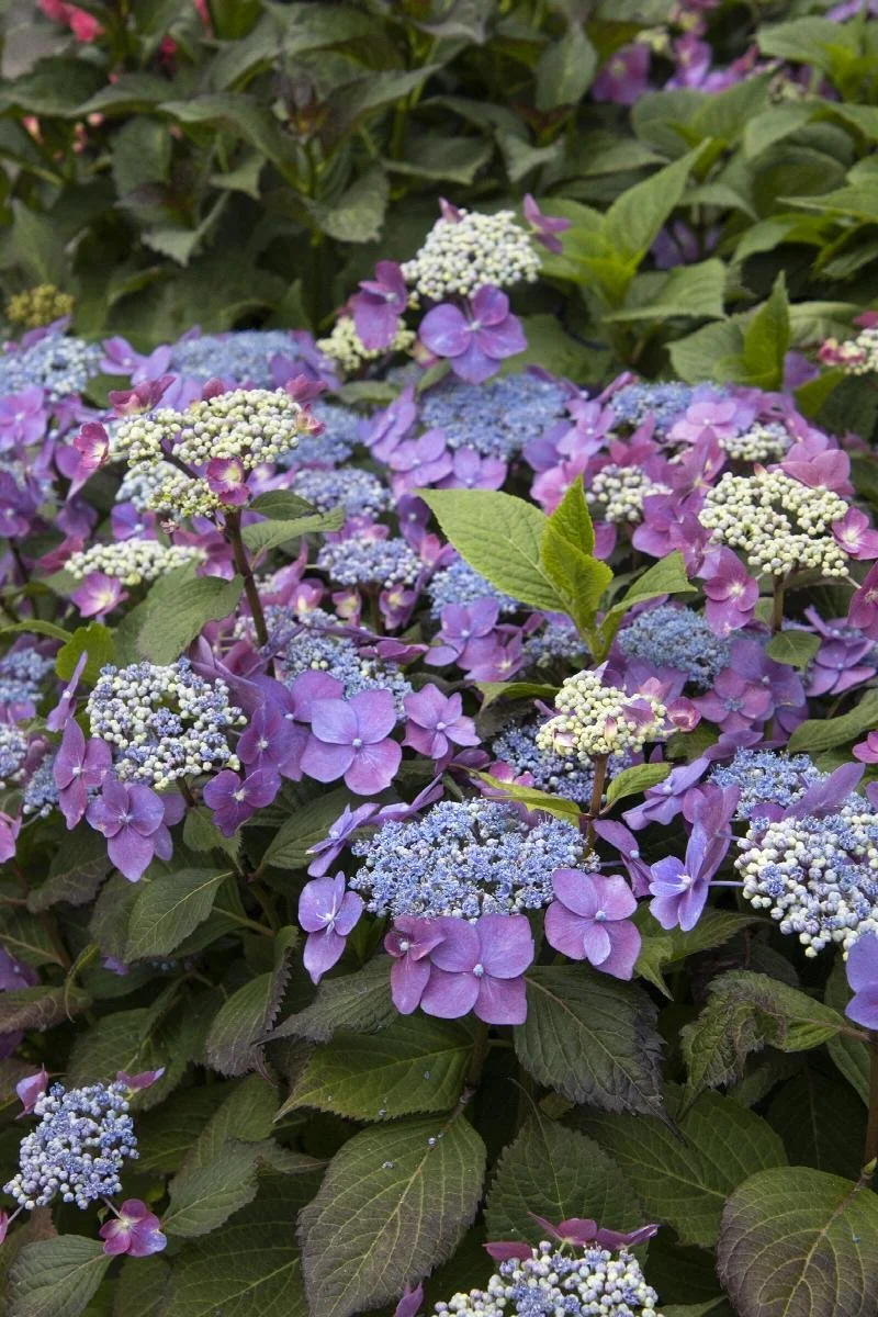 Seaside Serenade Hydrangeas — Sunnyside Nursery