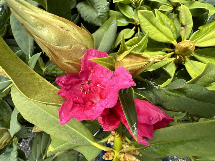 Pink Rhododendrons — Sunnyside Nursery