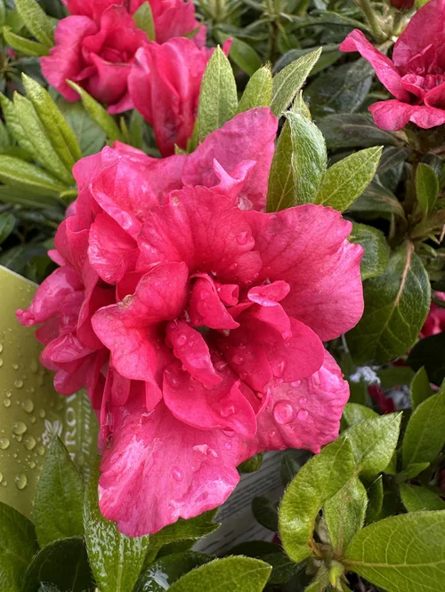 Evergreen Azaleas — Sunnyside Nursery