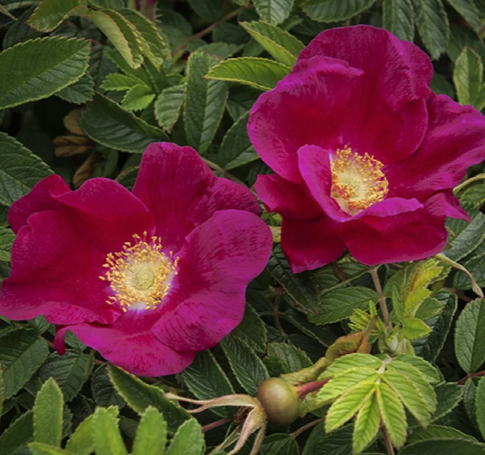 Rugosa Roses — Sunnyside Nursery