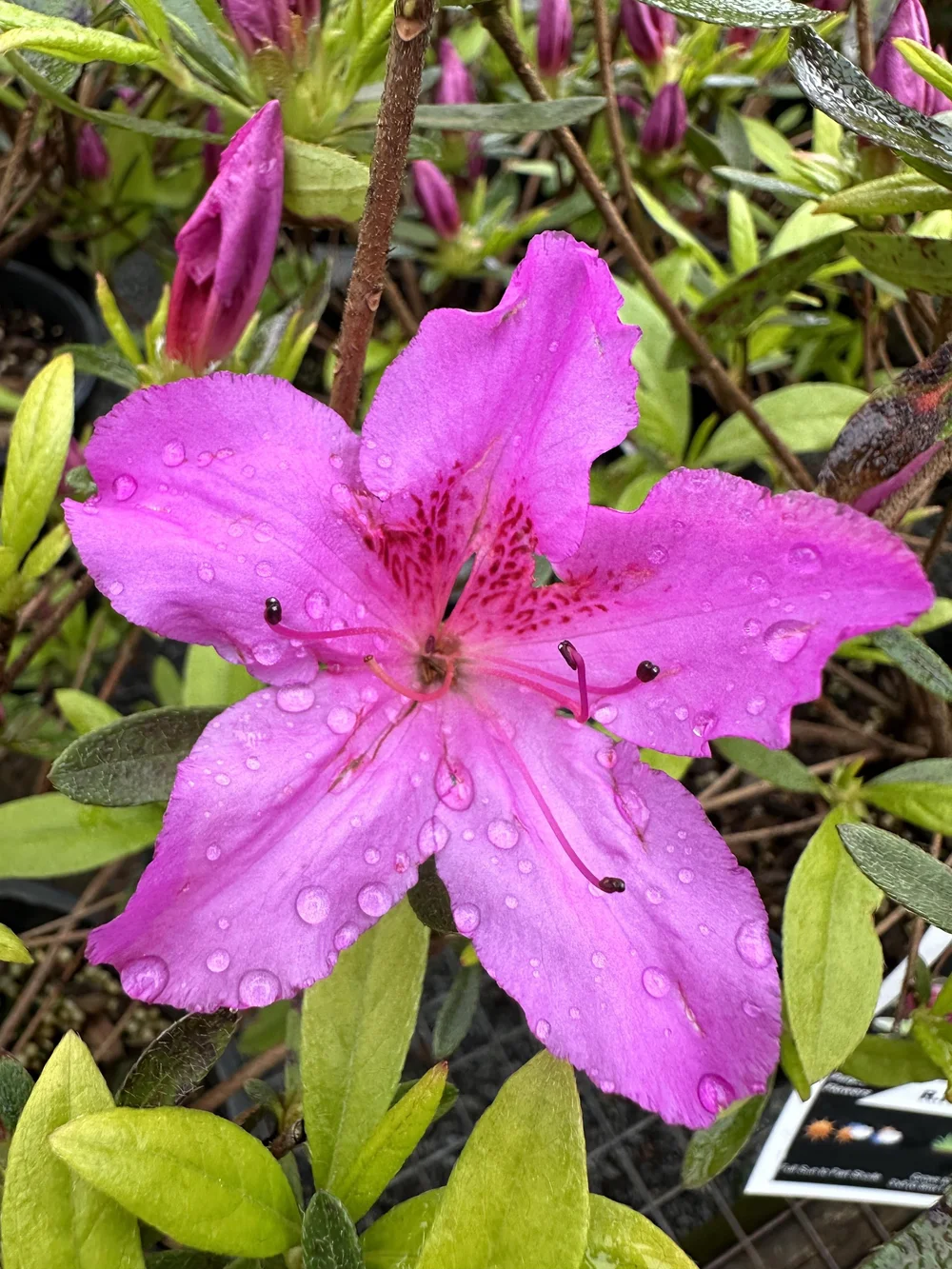 Purple Evergreen Azaleas — Sunnyside Nursery