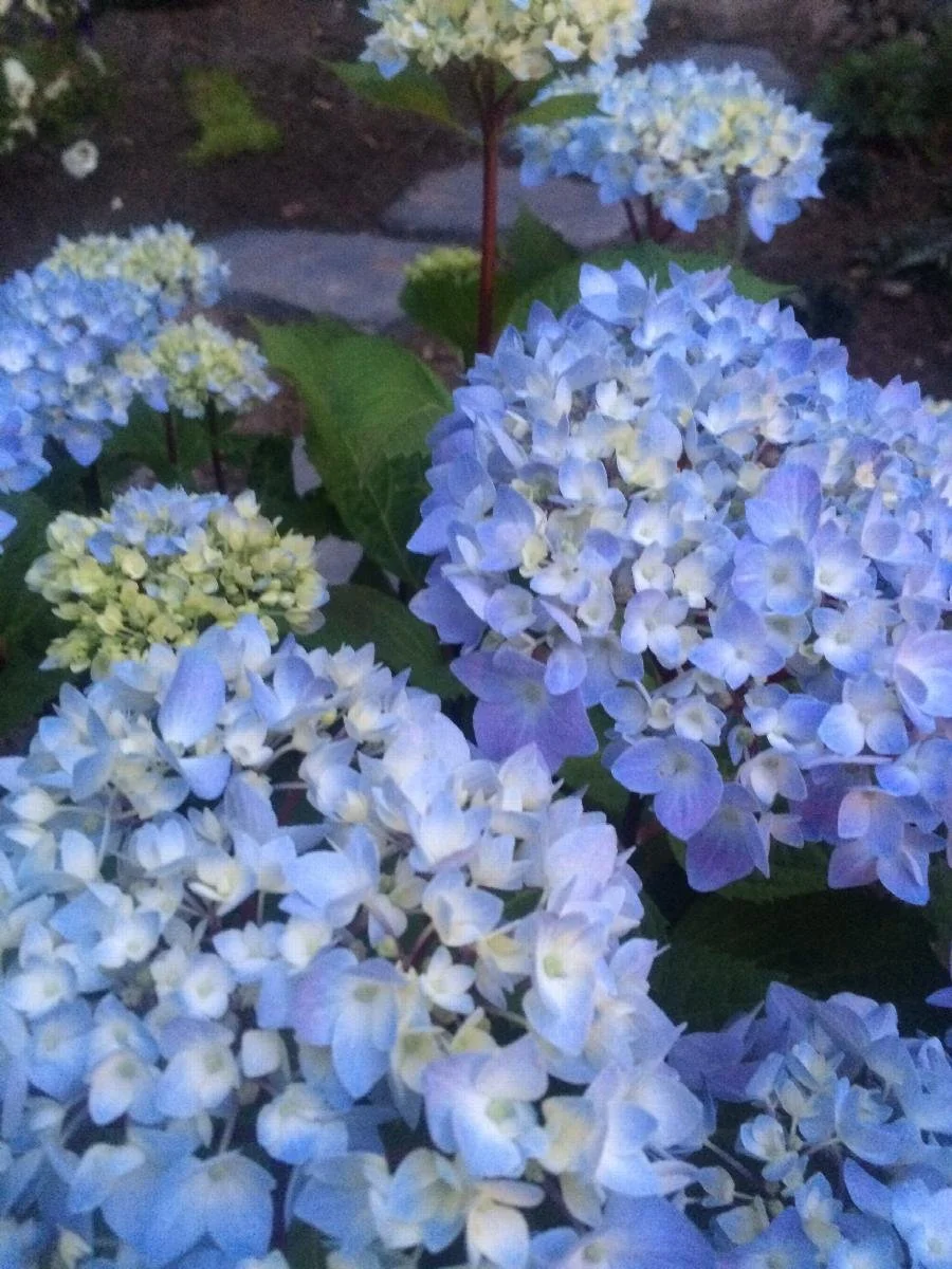Big Leaf Hydrangeas — Sunnyside Nursery