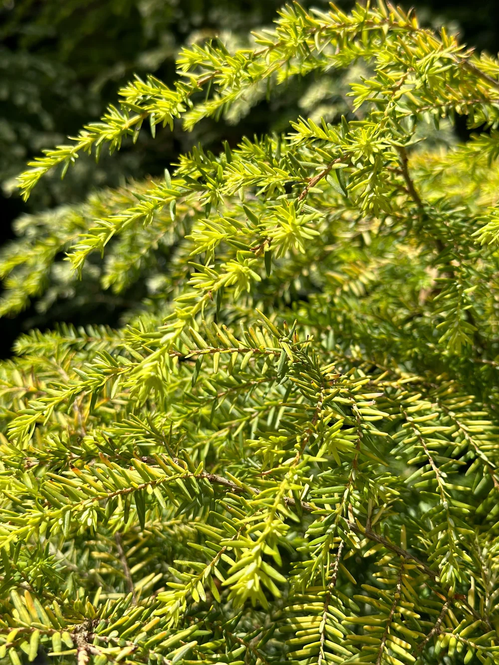 Tsuga — Sunnyside Nursery