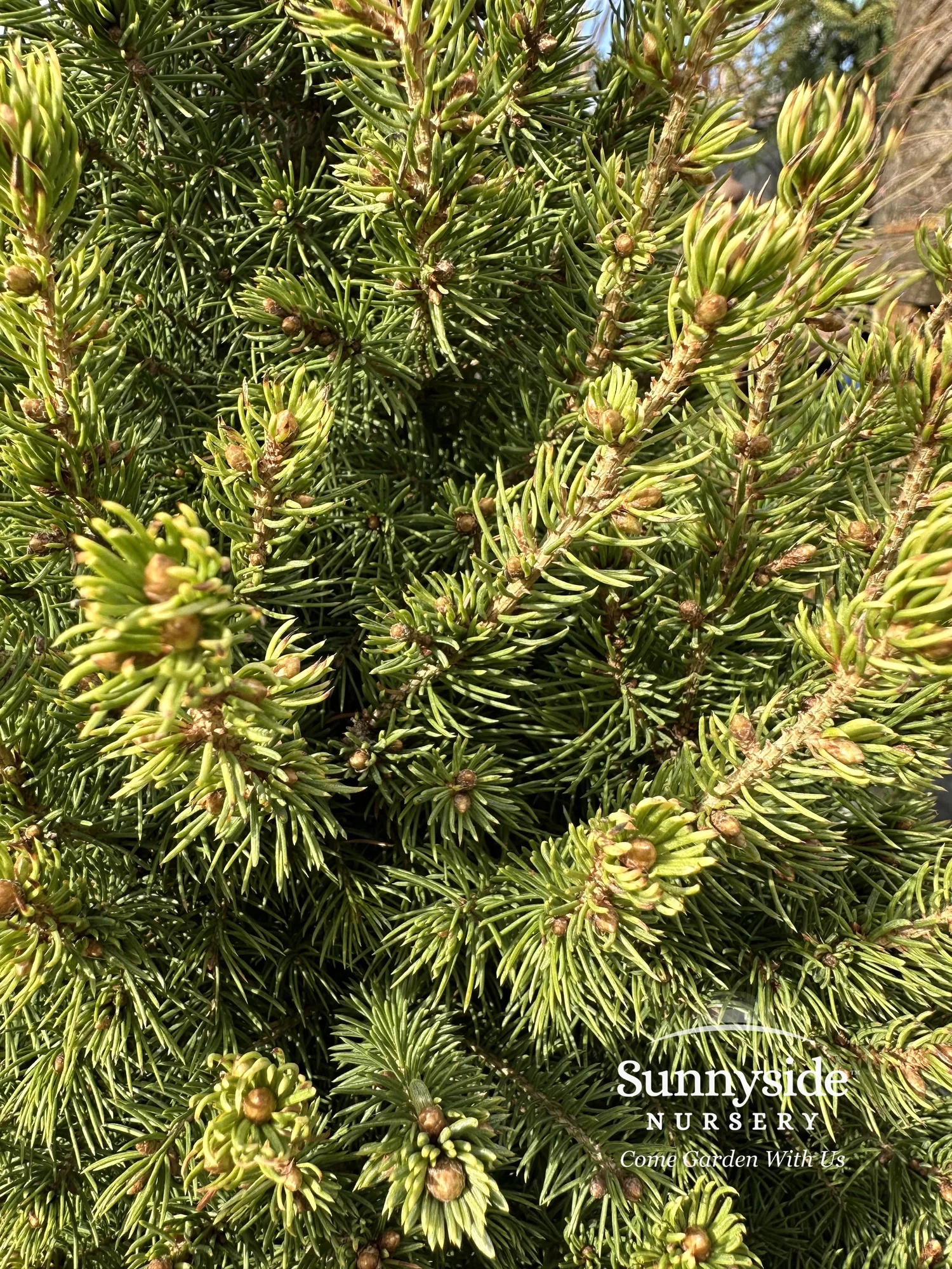 Picea — Sunnyside Nursery