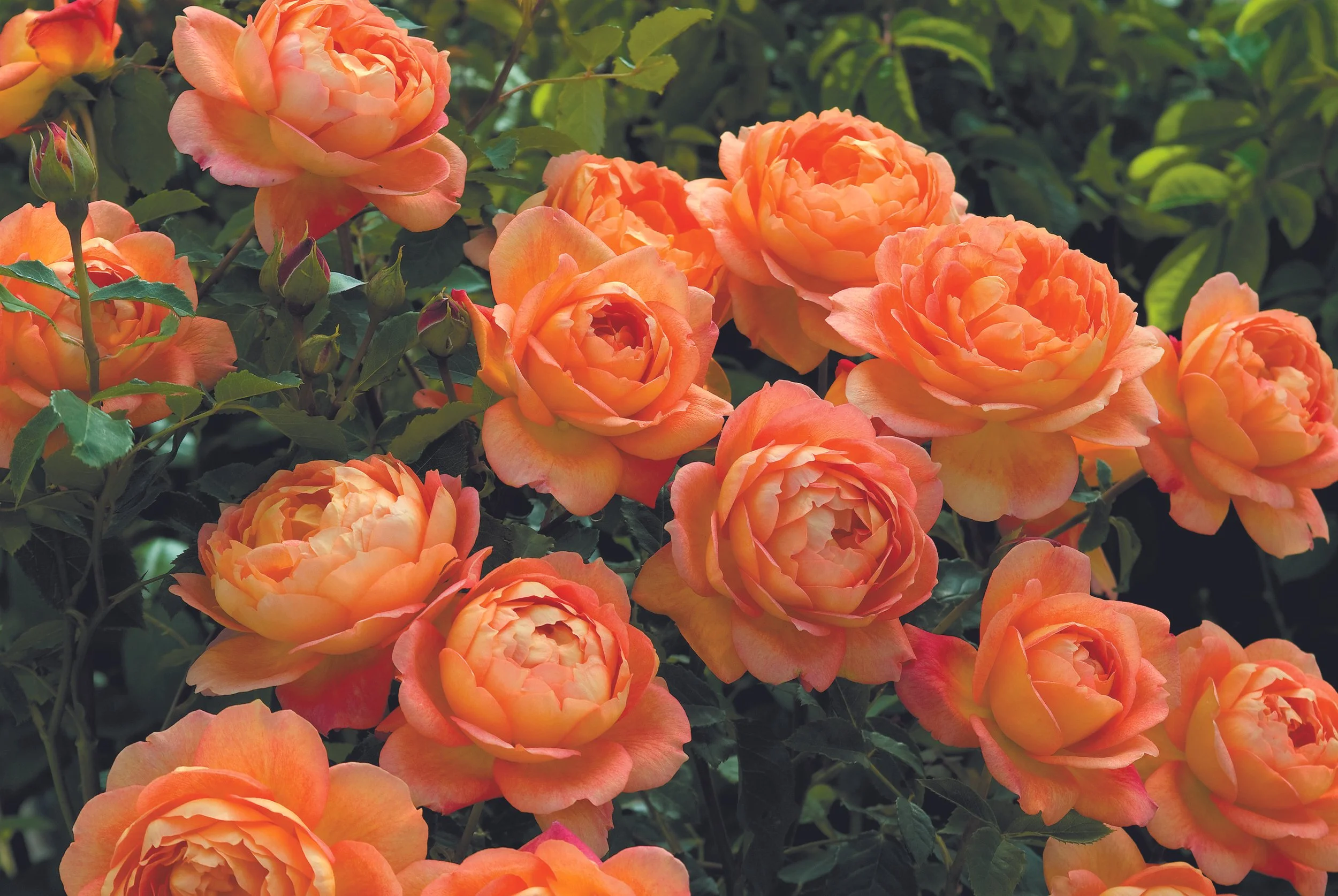 David Austin English Roses — Sunnyside Nursery