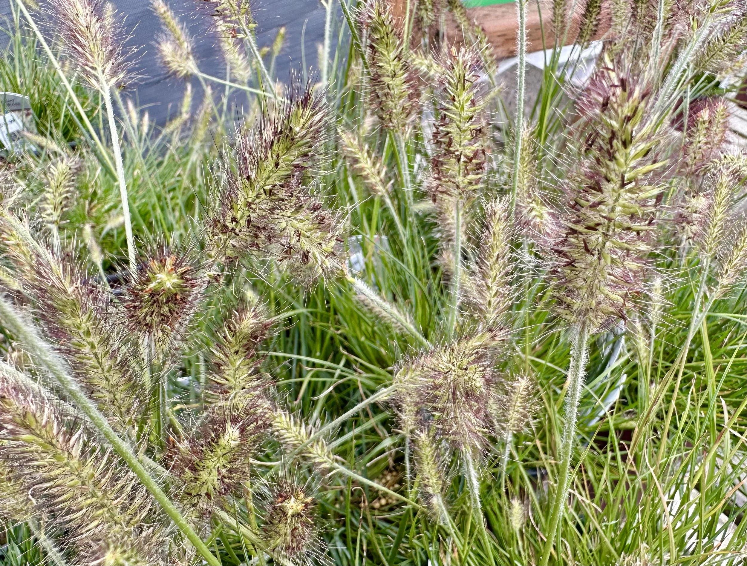 Fountain Grasses - Late blooming accents in the garden — Sunnyside Nursery