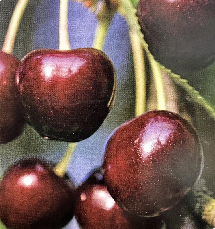 Cherry Trees — Sunnyside Nursery