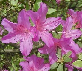Purple Evergreen Azaleas — Sunnyside Nursery