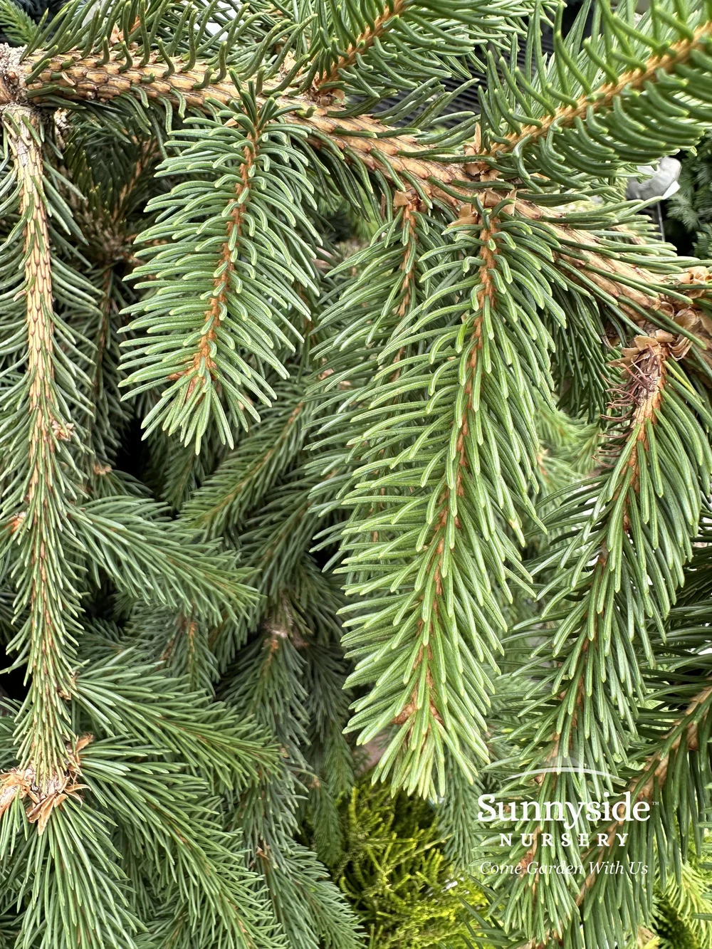 Picea — Sunnyside Nursery