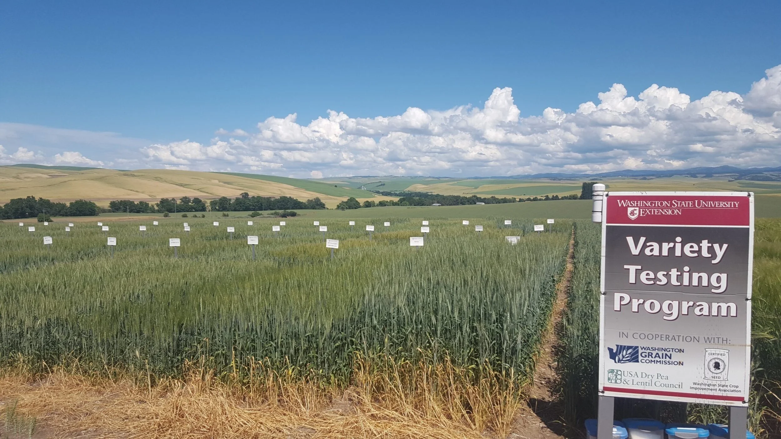 The Home Orchard - Part Two, The Sequel — Sunnyside Nursery