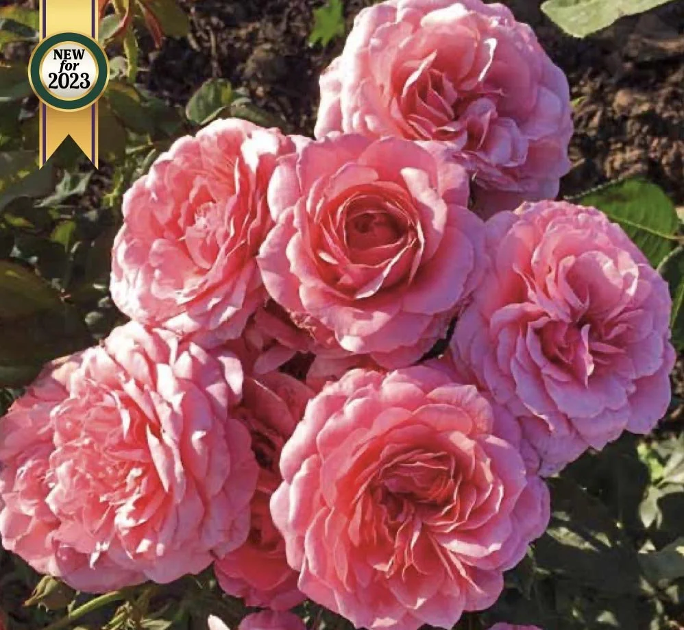 Brand New 2023 Roses — Sunnyside Nursery