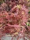 Lace-Leaf Japanese Maples — Sunnyside Nursery