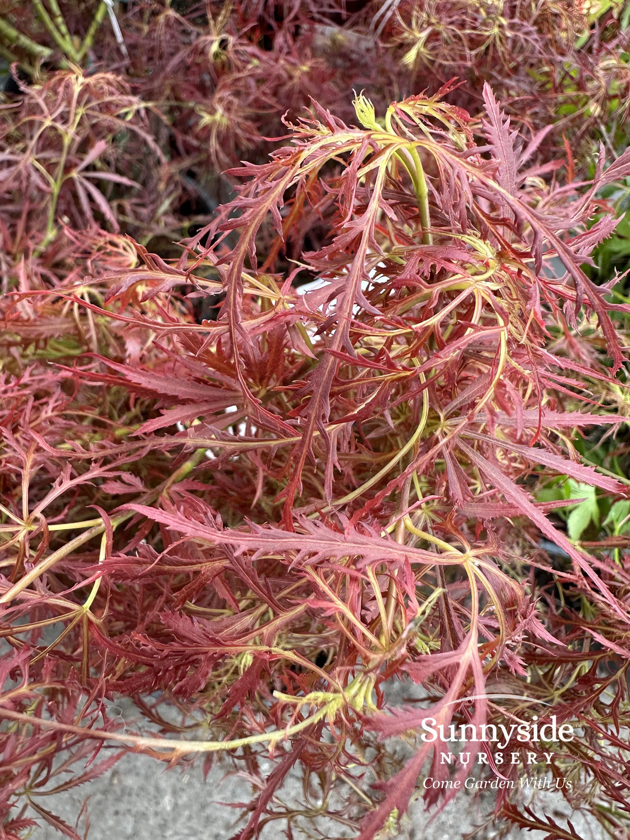 Lace-Leaf Japanese Maples — Sunnyside Nursery