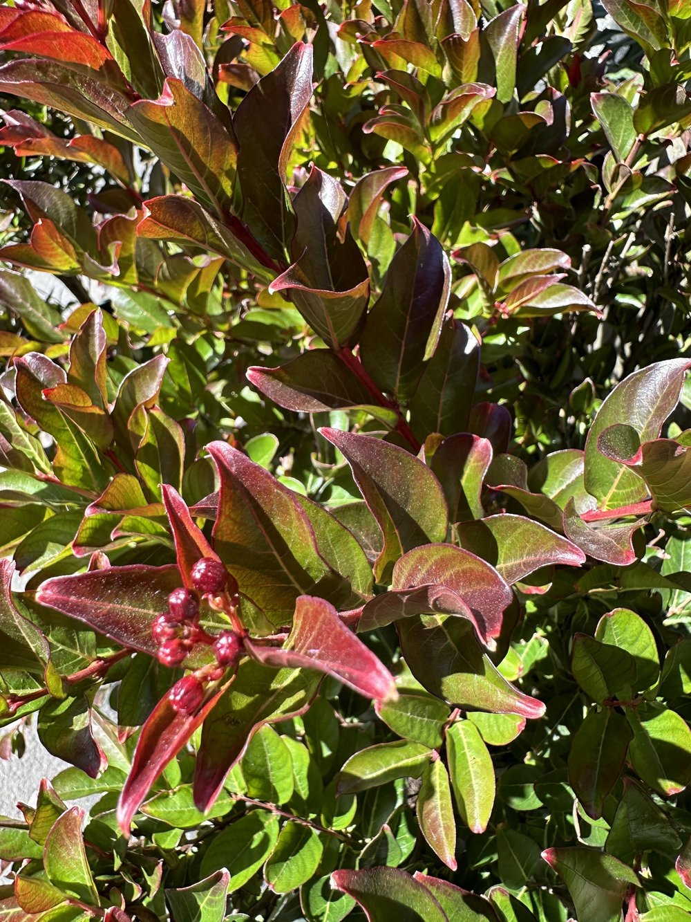 Crape Myrtles In Washington — Sunnyside Nursery
