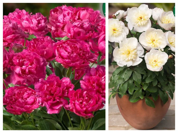 Sales — Sunnyside Nursery
