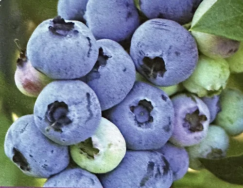 Blueberries — Sunnyside Nursery