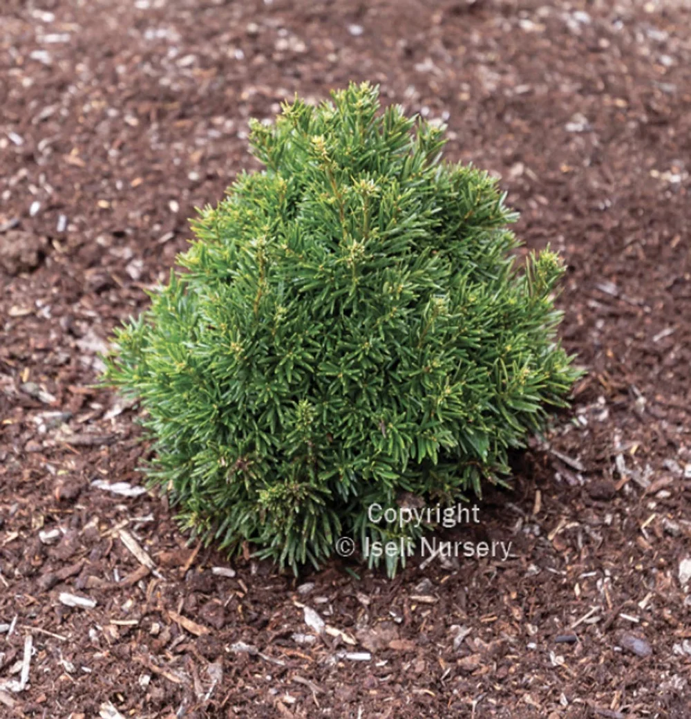 Taxus — Sunnyside Nursery