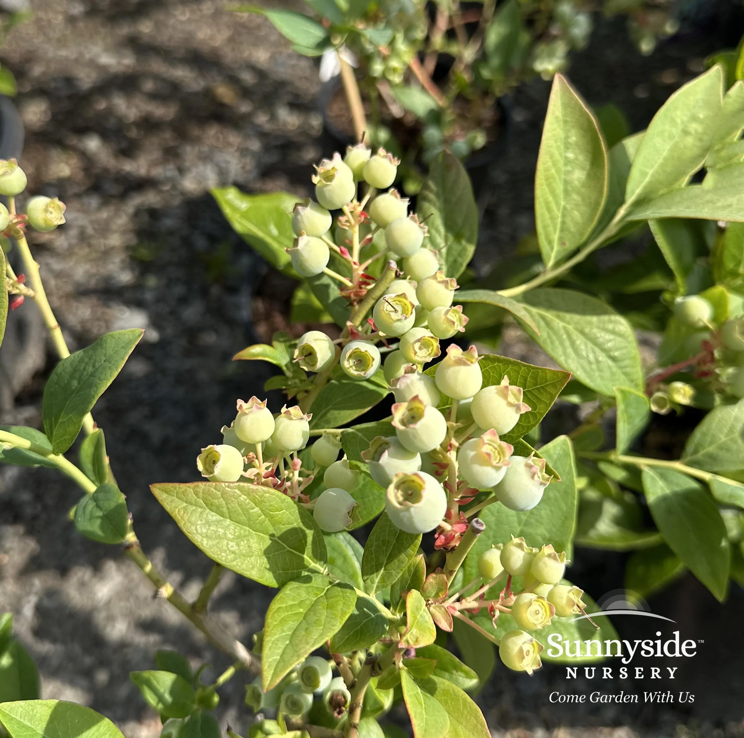 Blueberries — Sunnyside Nursery