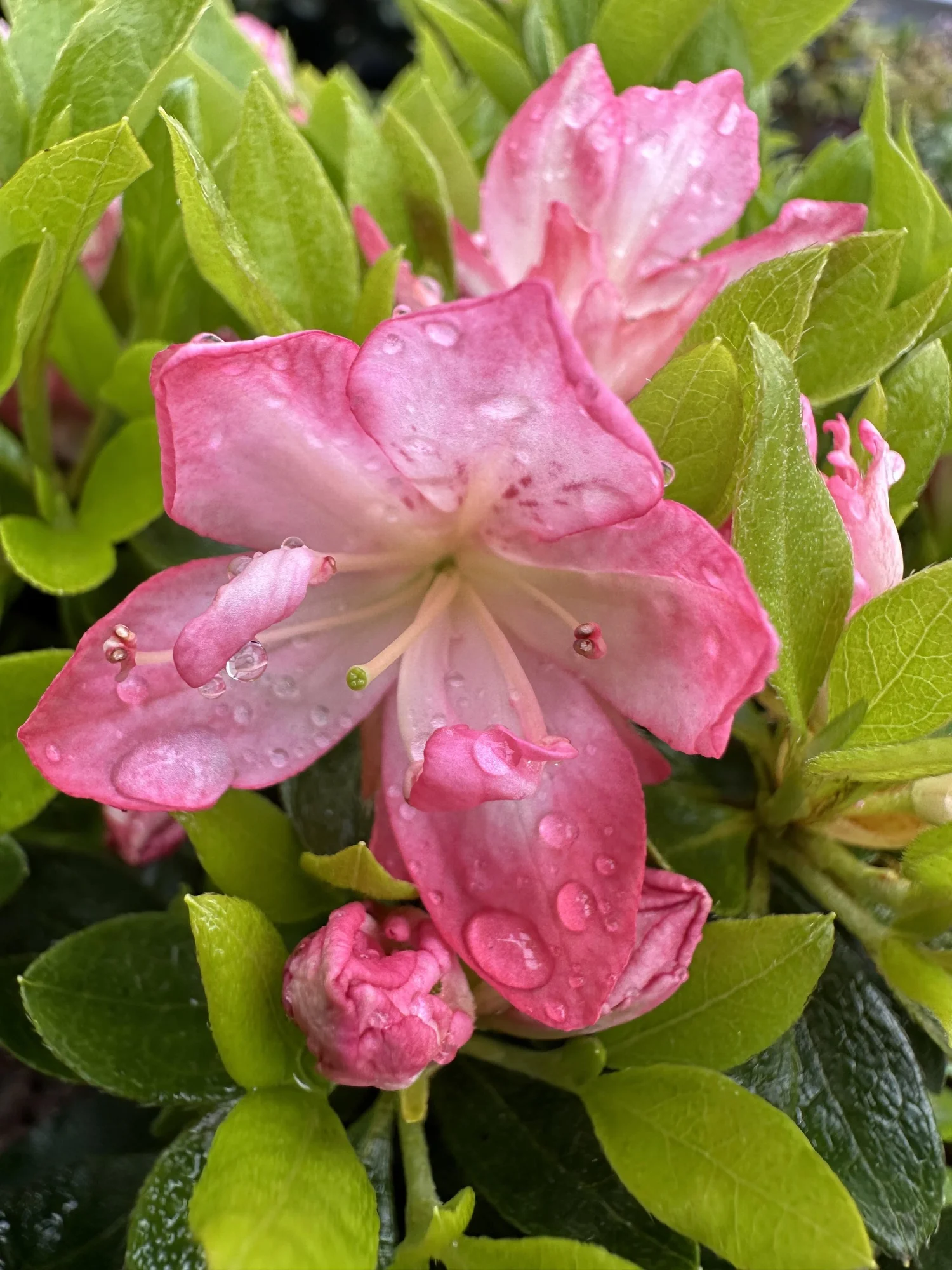 Pink Evergreen Azaleas — Sunnyside Nursery