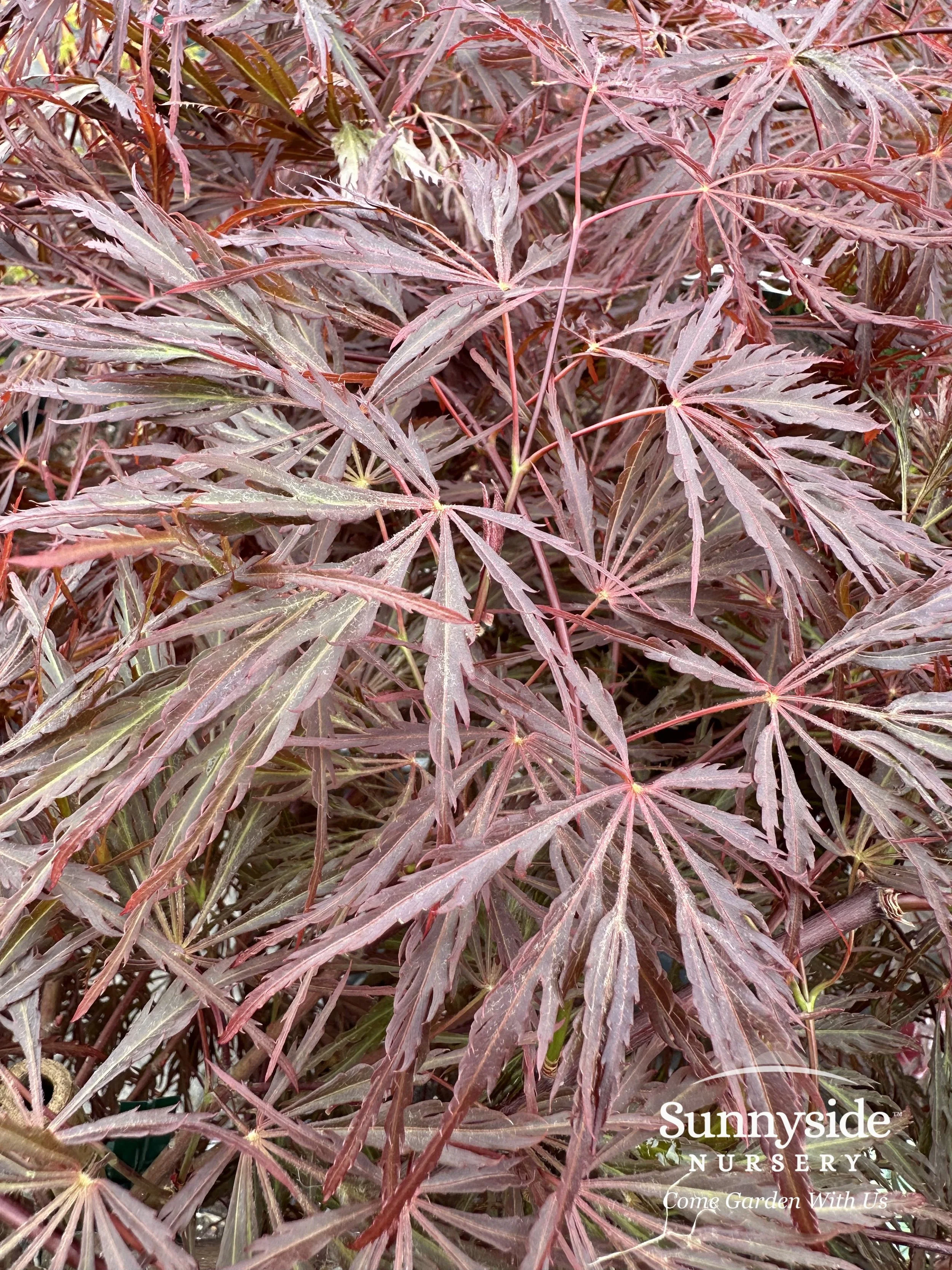 Lace-Leaf Japanese Maples — Sunnyside Nursery